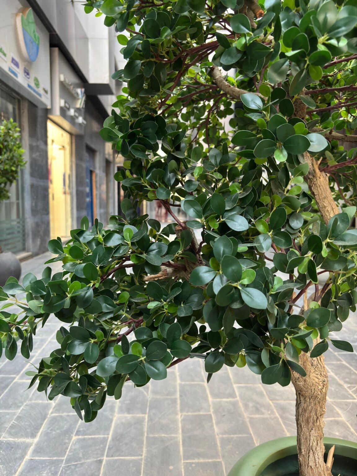 Plants with Pots – Diff Home