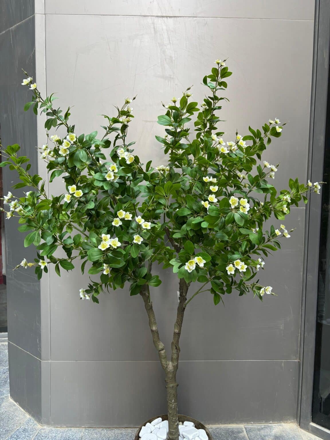Plants with Pots – Diff Home